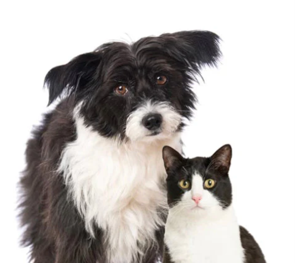 How Spoiled Pets Keeps Your Pet Safe: Our Commitment to Food Safety ...