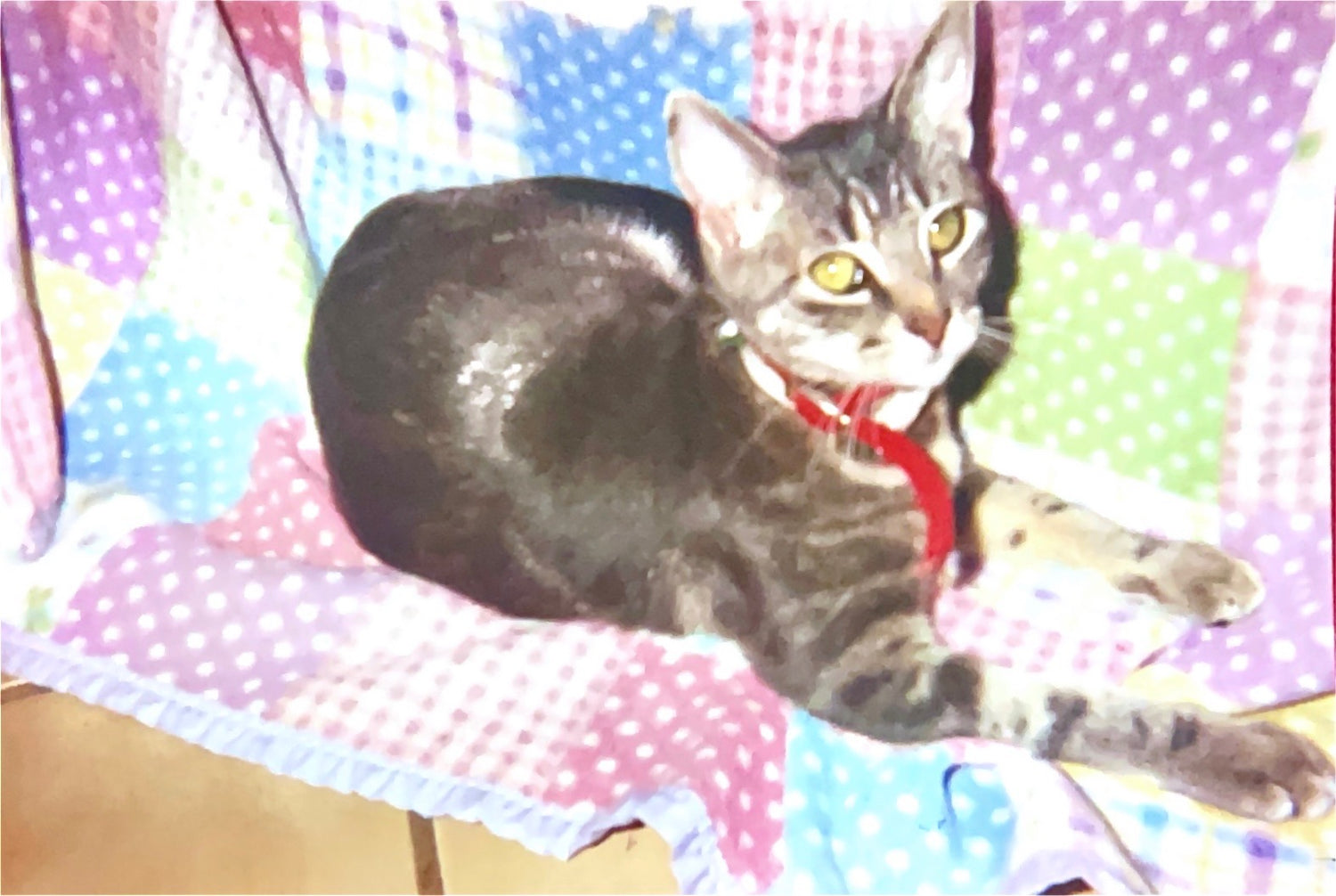 About Us | Spoiled Pets
