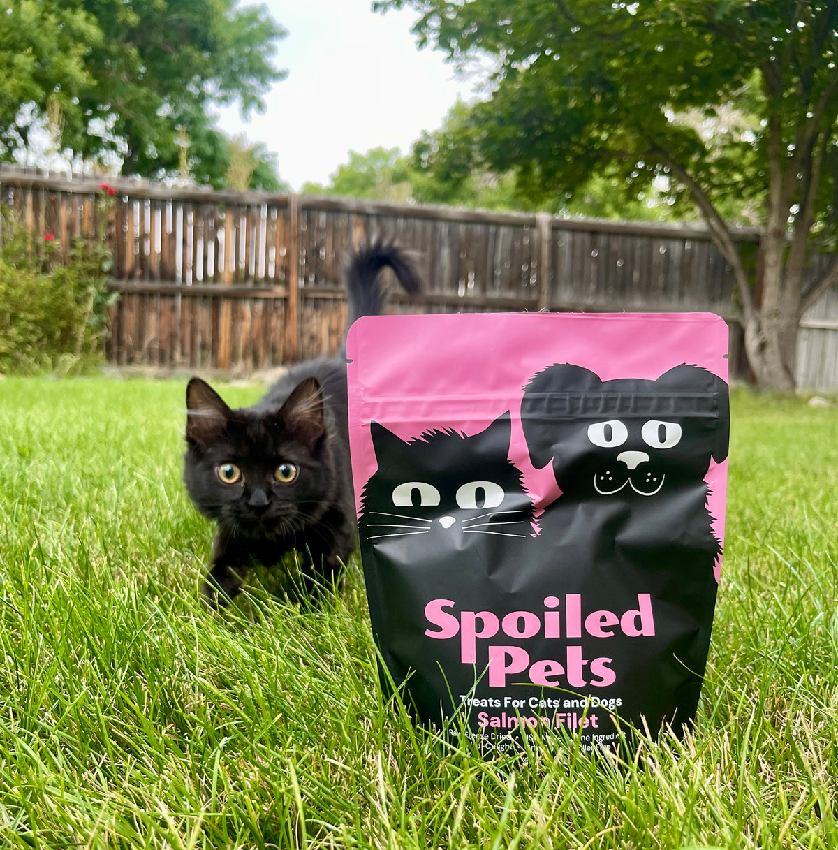 Salmon Filet Bites | Spoiled Pets